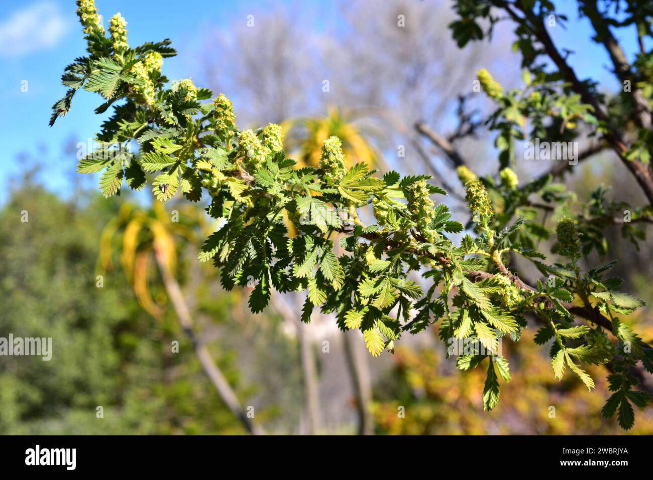 Old wood (Leucosidea sericea) is a medicinal shrub or small tree native ...