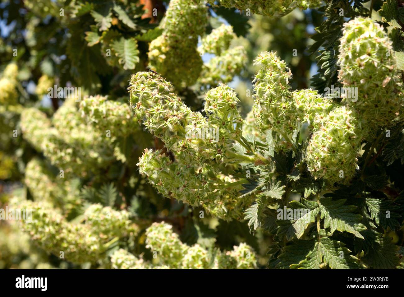 Old wood (Leucosidea sericea) is a medicinal shrub or small tree native ...