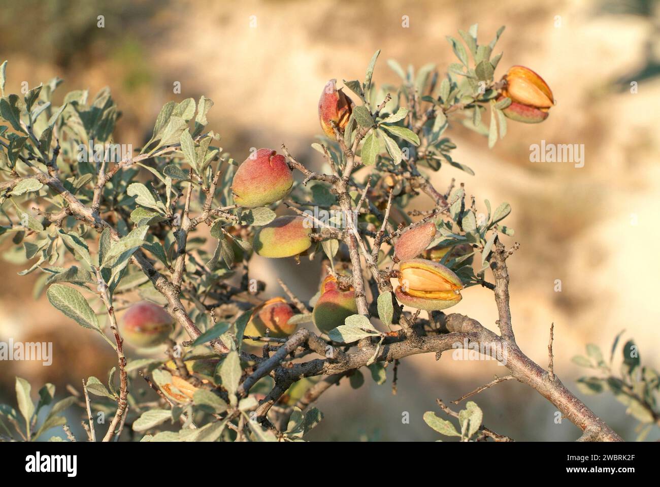 Wild almond (Prunus dulcis amara or Prunus amygdalus amara) is a ...