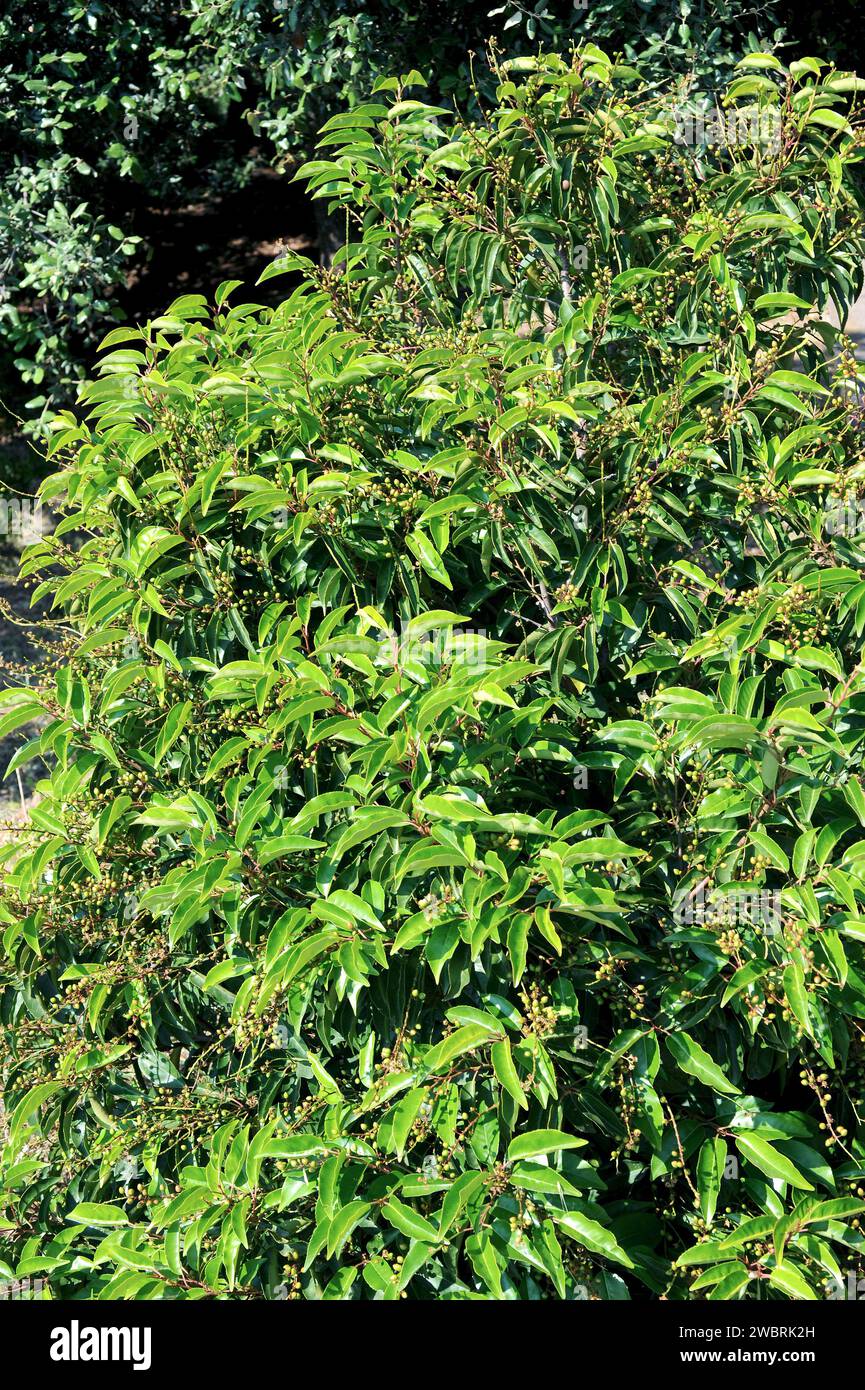 Portugal laurel (Prunus lusitanica) is a evergreen small tree native to ...