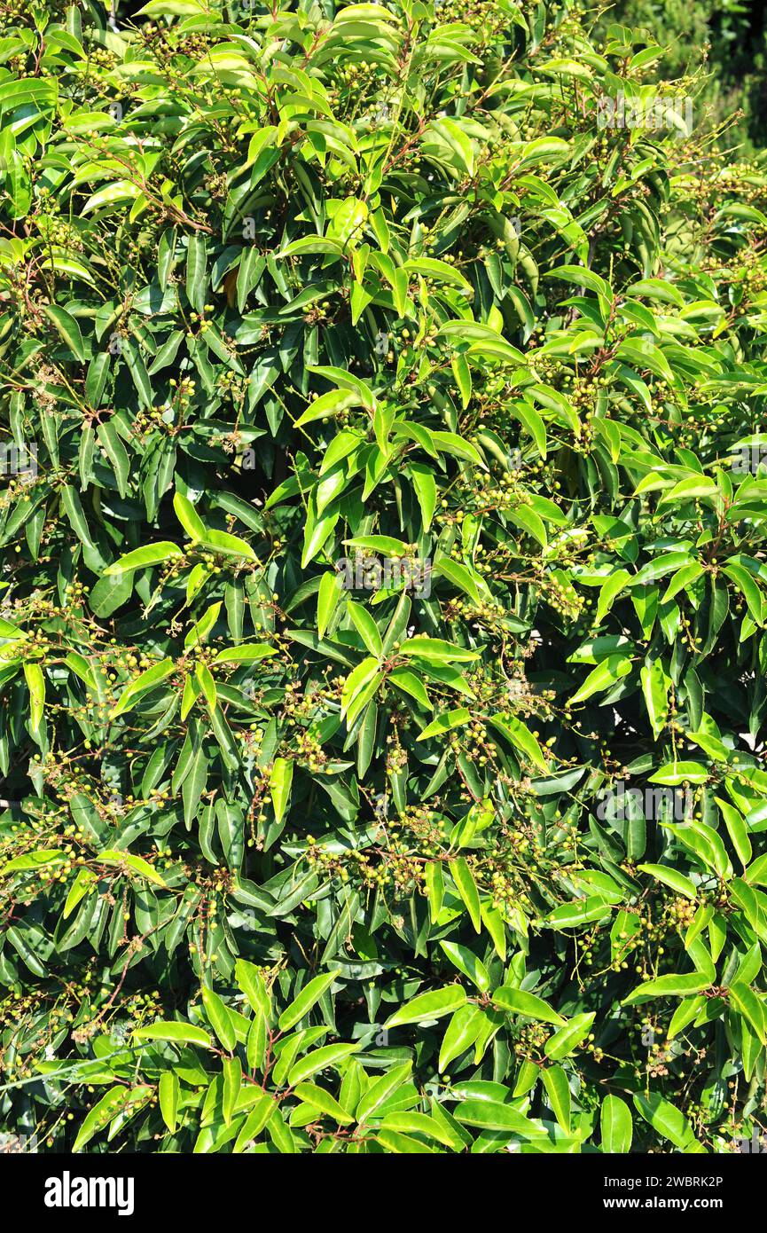 Portugal laurel (Prunus lusitanica) is a evergreen small tree native to ...