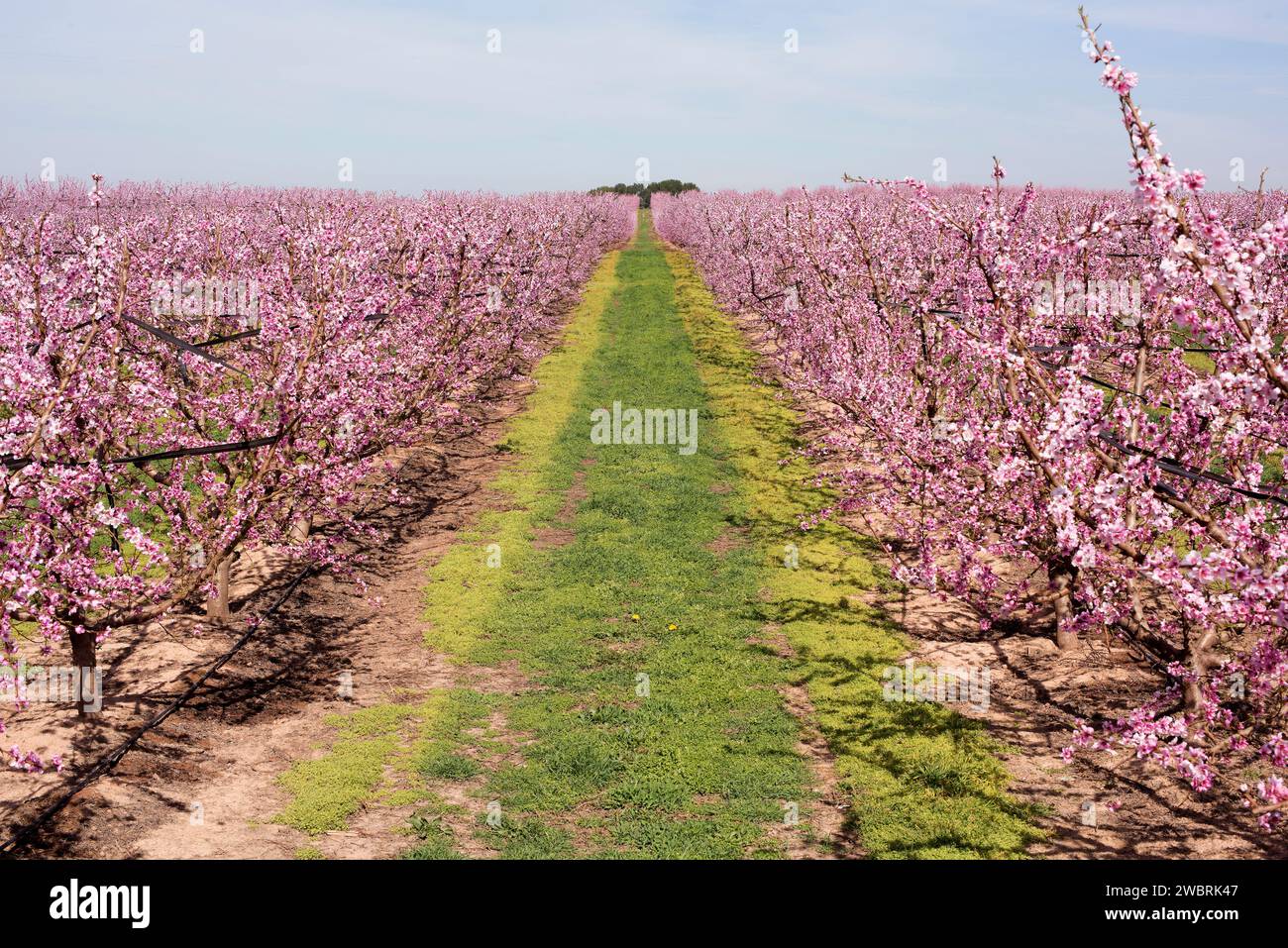 Peach (Prunus persica or Persica vulgaris) is a deciduous tree native ...