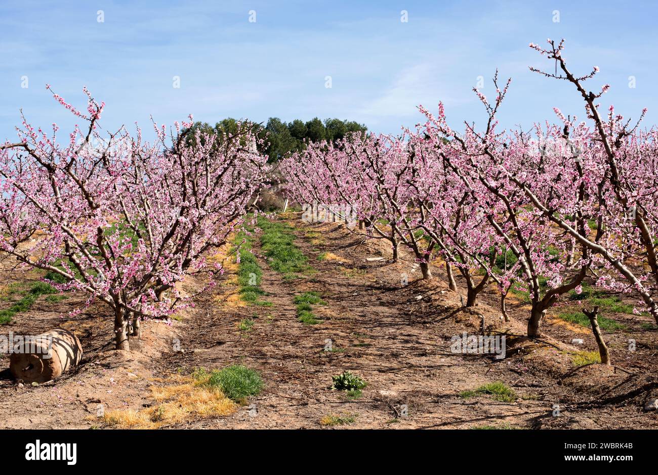 Peach (Prunus persica or Persica vulgaris) is a deciduous tree native ...