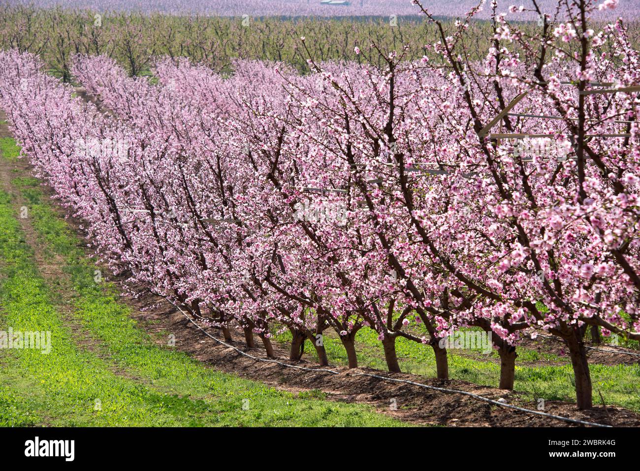 Peach (Prunus persica or Persica vulgaris) is a deciduous tree native ...
