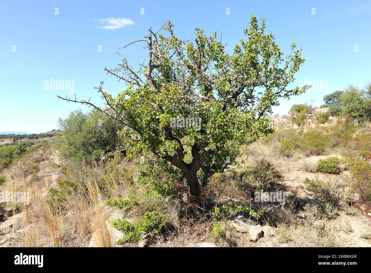 Mediterranean wild pear (Pyrus spinosa or Pyrus amygdaliformis) is a ...