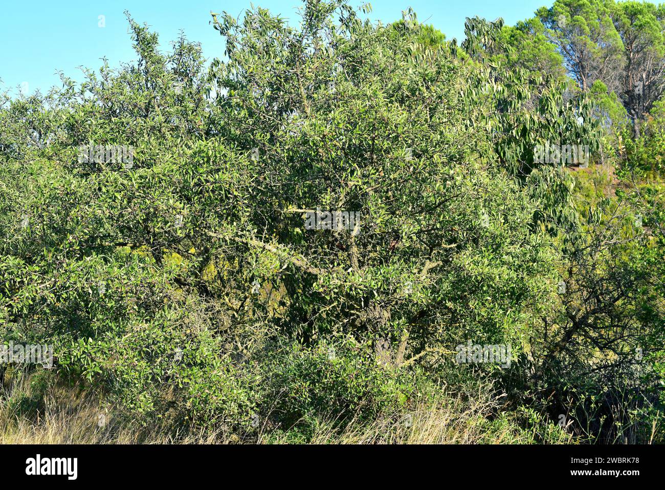 Mediterranean wild pear (Pyrus spinosa or Pyrus amygdaliformis) is a ...