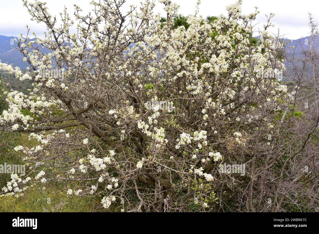 Almond leaved pear tree hi-res stock photography and images - Alamy