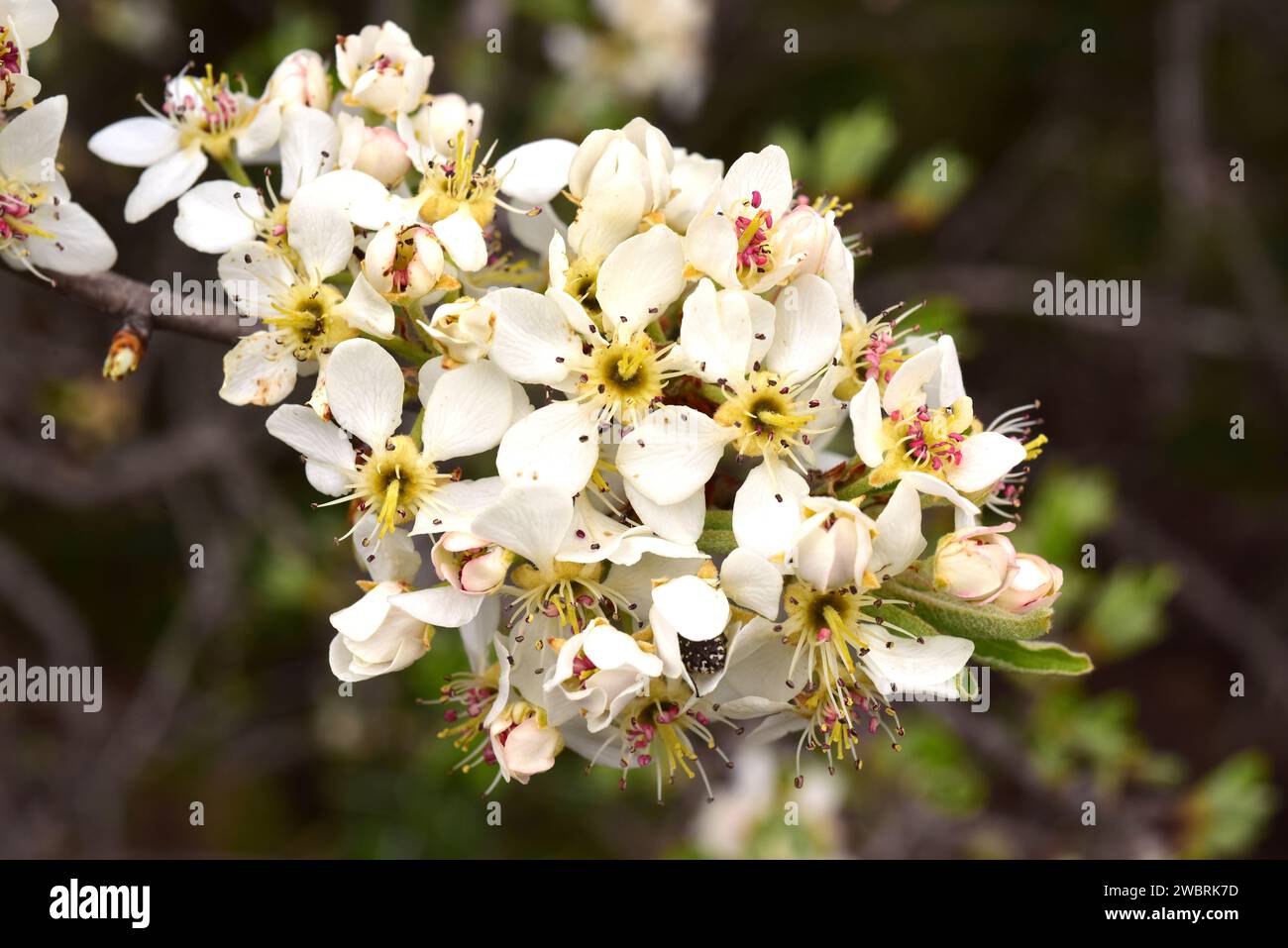 Mediterranean wild pear (Pyrus spinosa or Pyrus amygdaliformis) is a ...