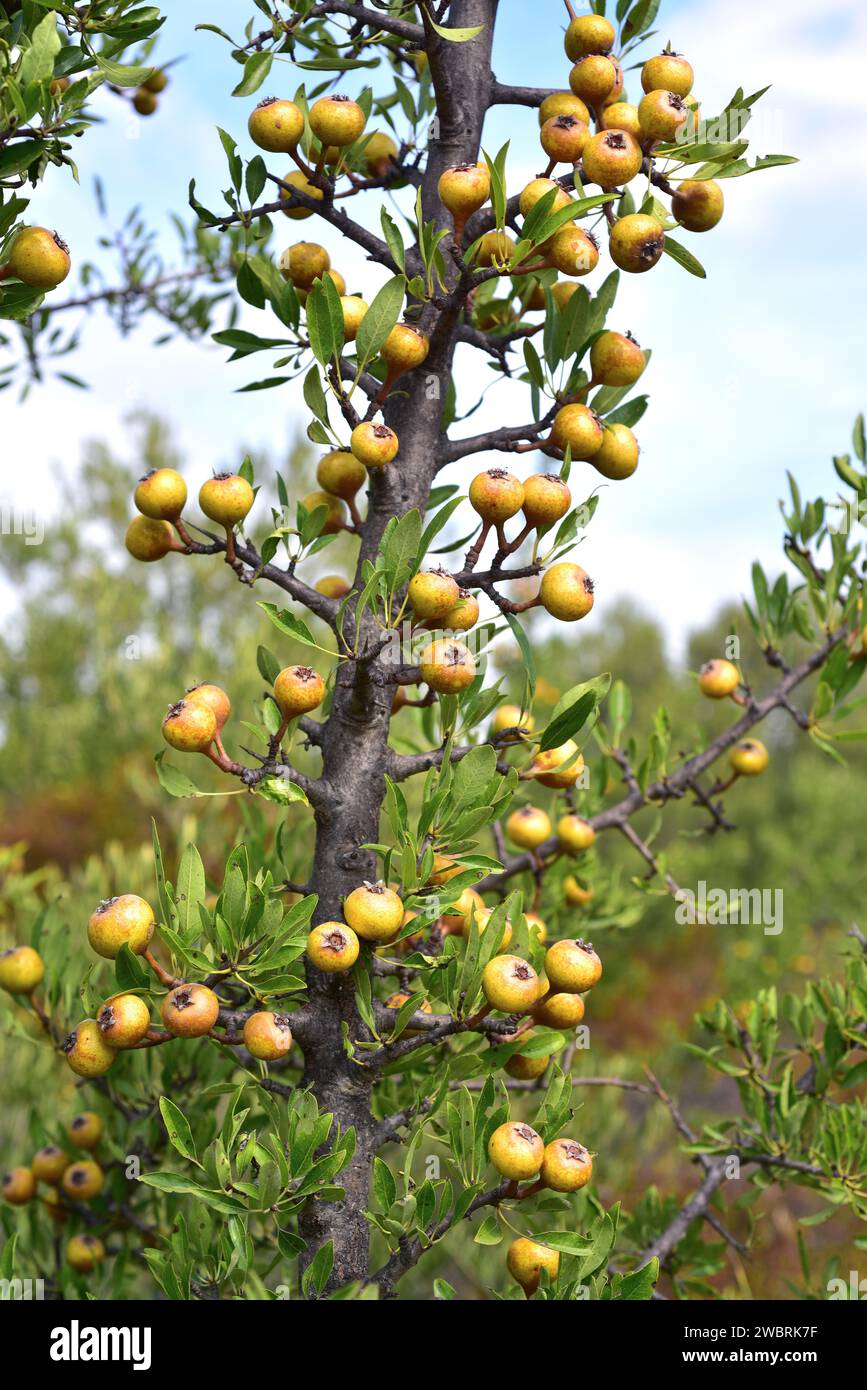 Almond leaved pear tree hi-res stock photography and images - Alamy