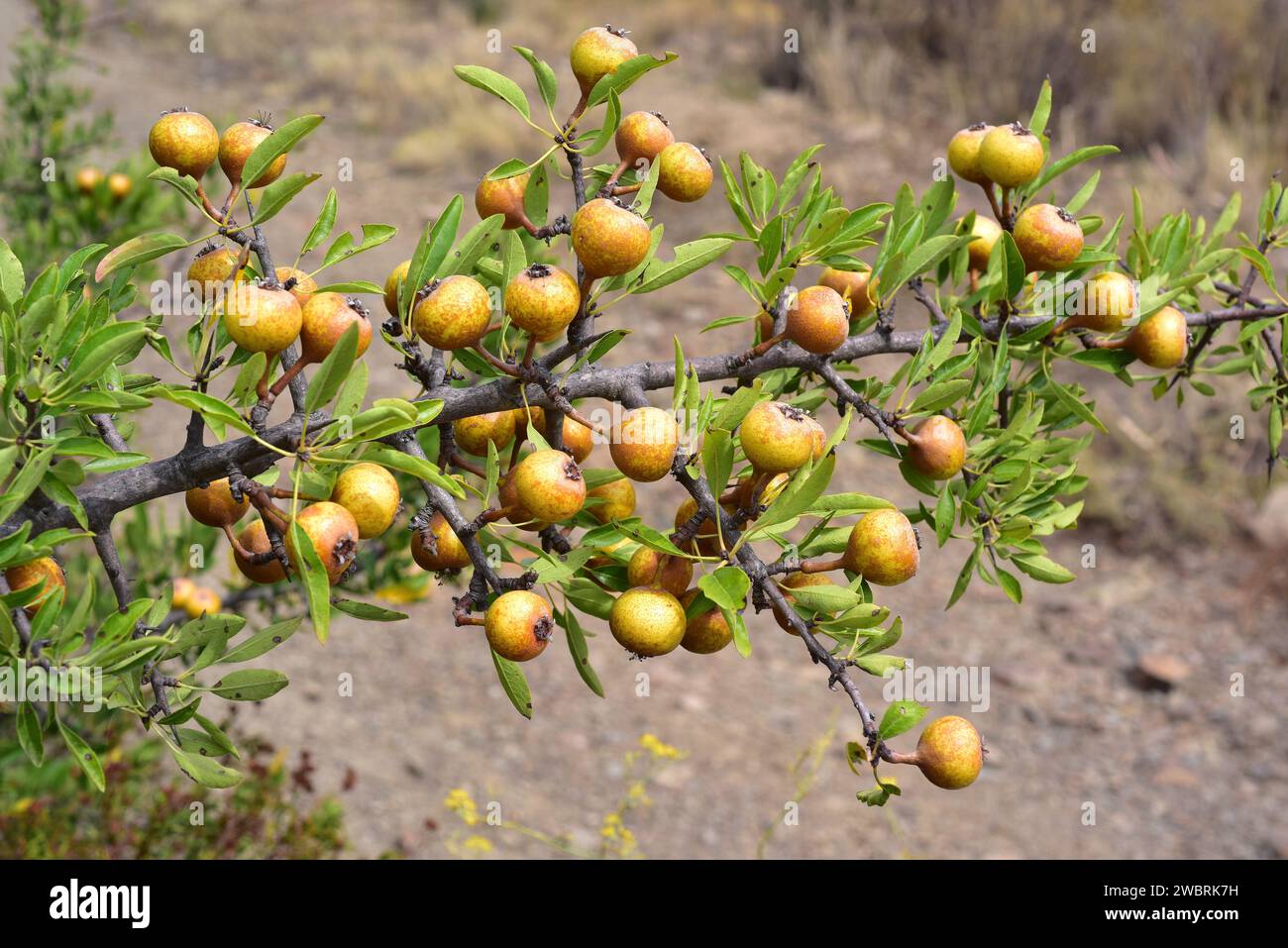Almond leaved pear tree hi-res stock photography and images - Alamy