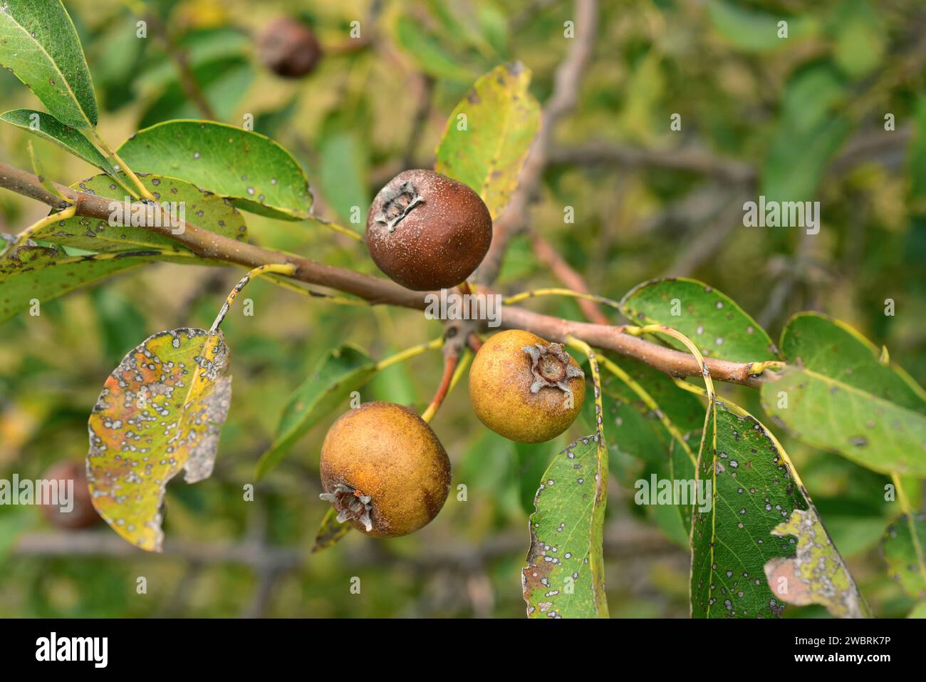 Mediterranean wild pear (Pyrus spinosa or Pyrus amygdaliformis) is a ...