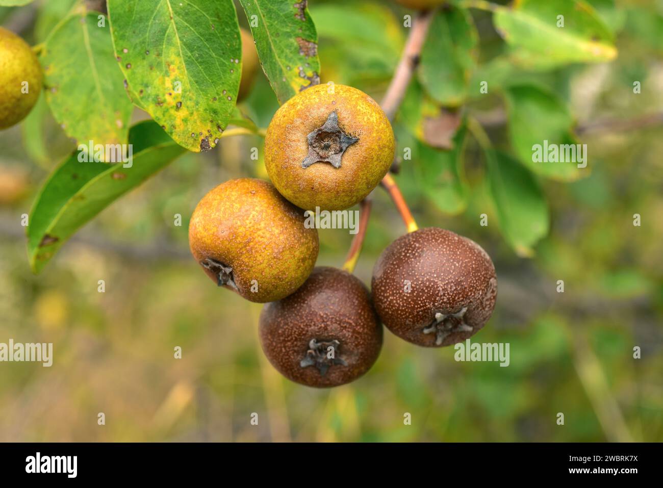 Mediterranean wild pear (Pyrus spinosa or Pyrus amygdaliformis) is a ...