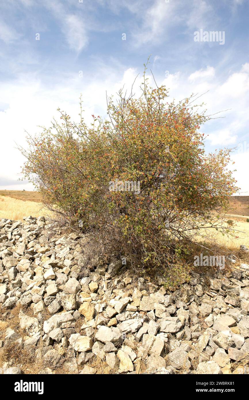 Dog rose (Rosa canina) is a deciduous thorny shrub native to Europe ...