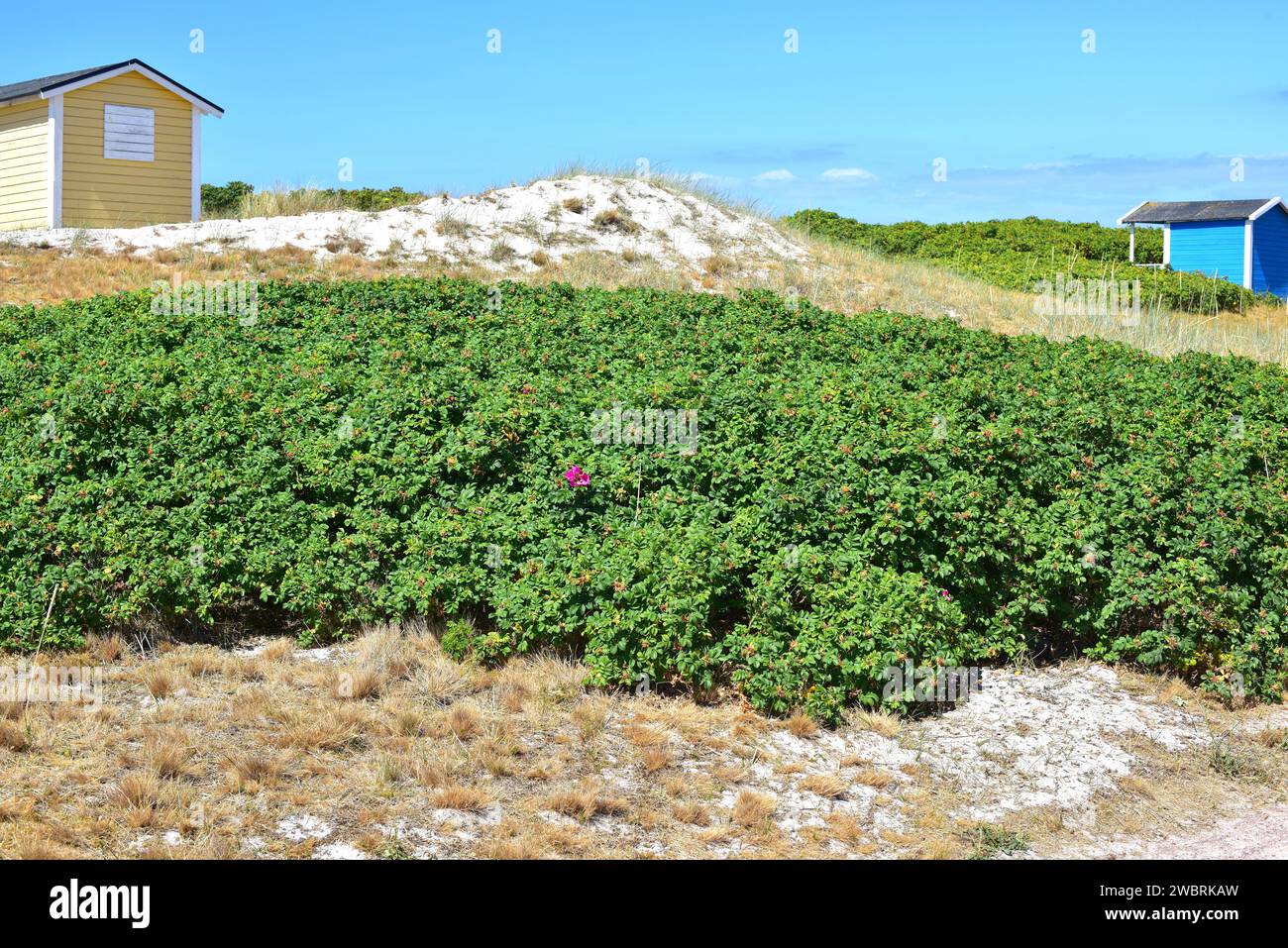 Beach rose (Rosa rugosa) is a deciduous shrub native to eastern Asia ...