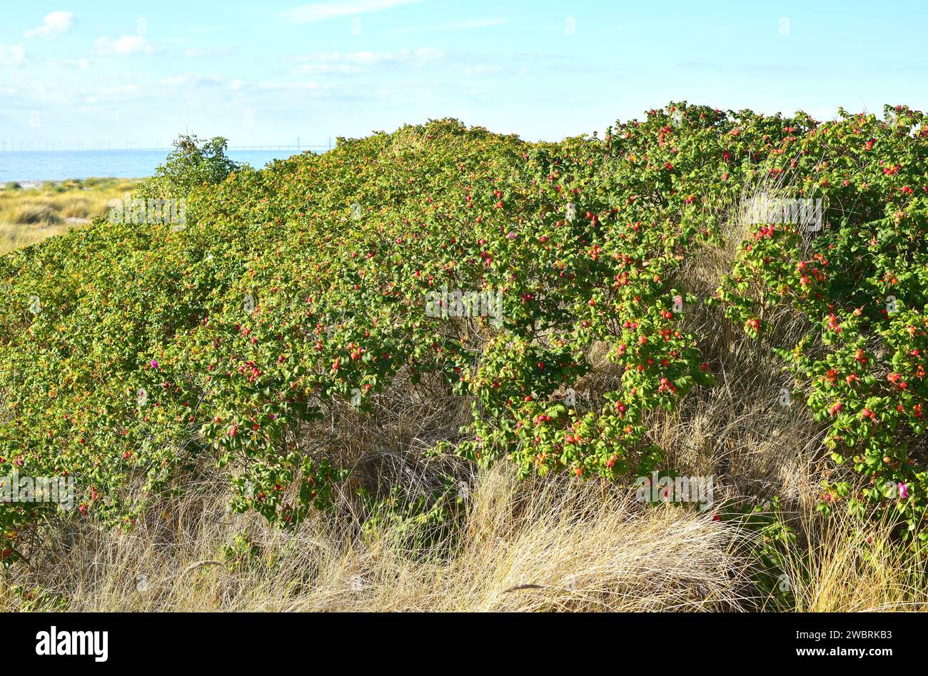 Beach rose (Rosa rugosa) is a deciduous shrub native to eastern Asia ...