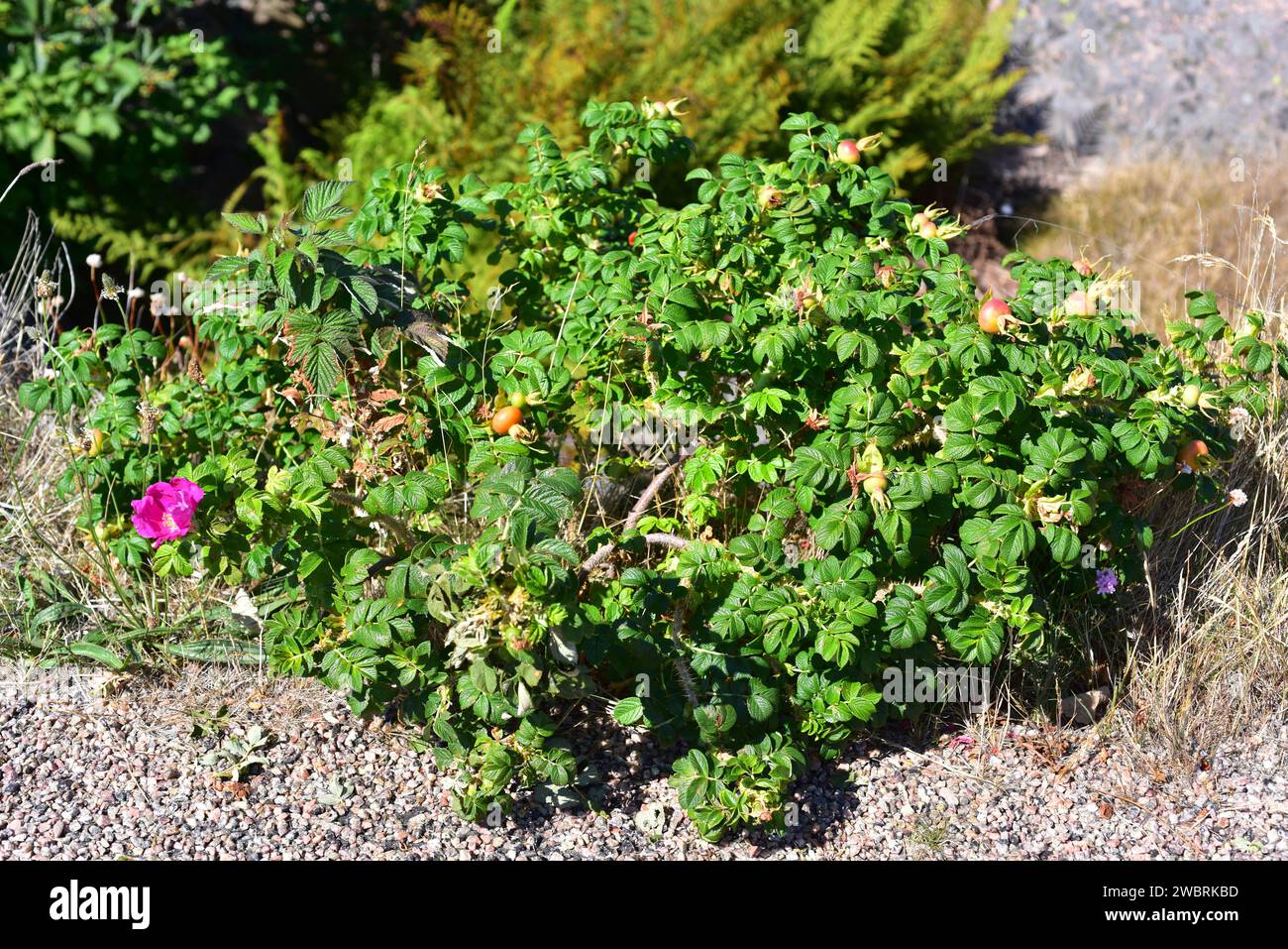 Beach rose (Rosa rugosa) is a deciduous shrub native to eastern Asia ...