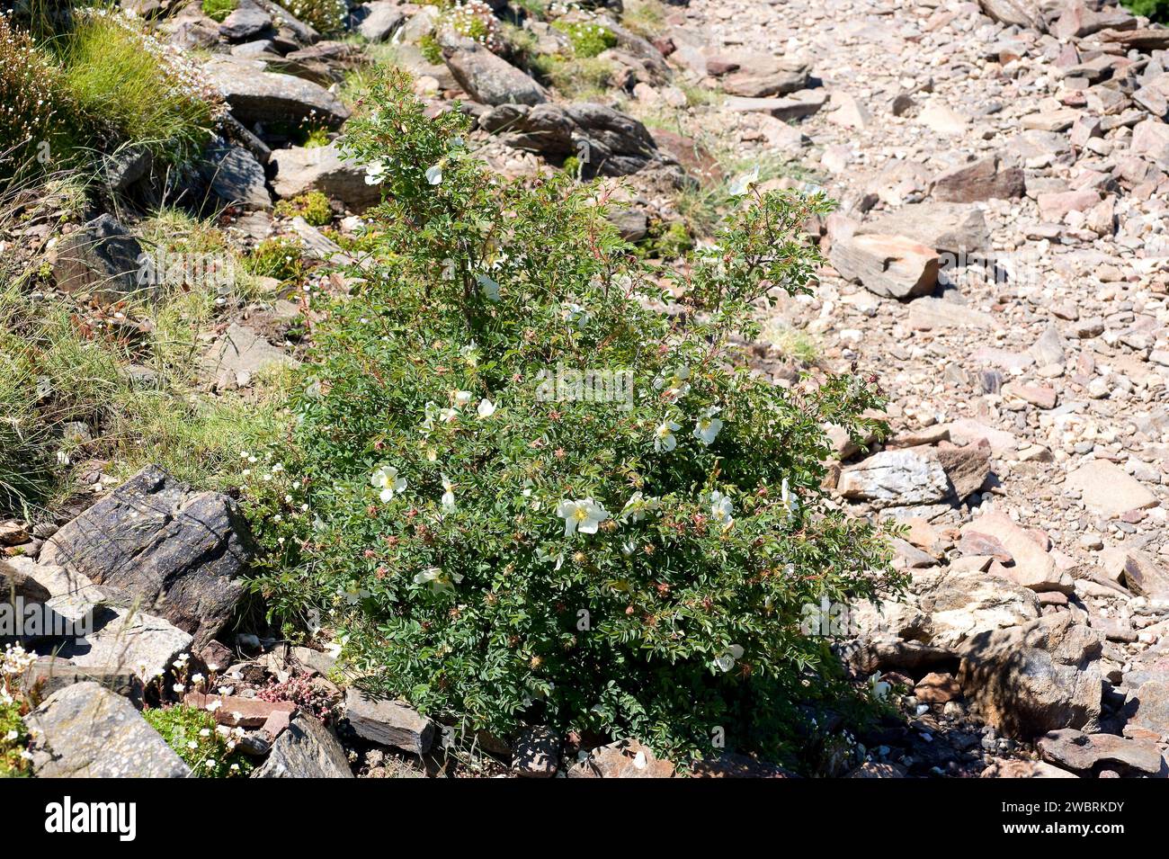 Evergreen rose (Rosa sempervirens) is a perennial thorny shrub native ...