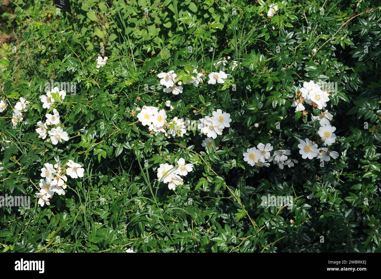 Evergreen rose (Rosa sempervirens) is a perennial thorny shrub native ...