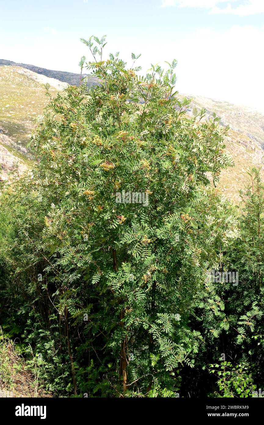 Rowan or mountain-ash (Sorbus aucuparia) is a deciduous tree native to ...