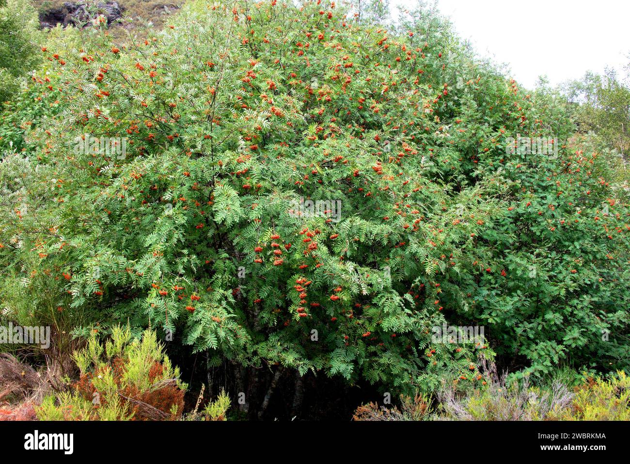 Rowan or mountain-ash (Sorbus aucuparia) is a deciduous tree native to ...