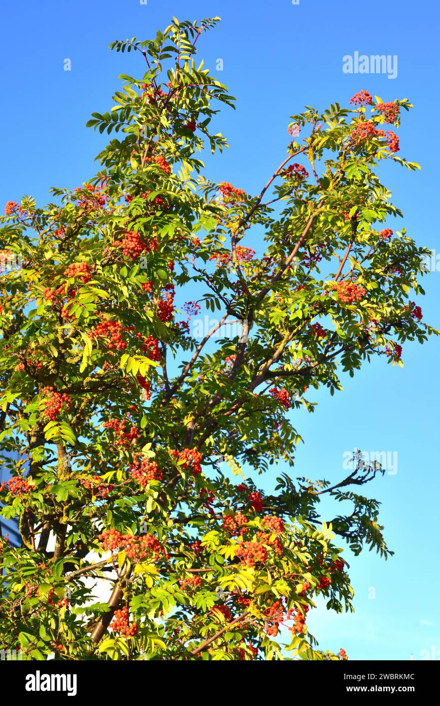 Rowan or mountain-ash (Sorbus aucuparia) is a deciduous tree native to ...