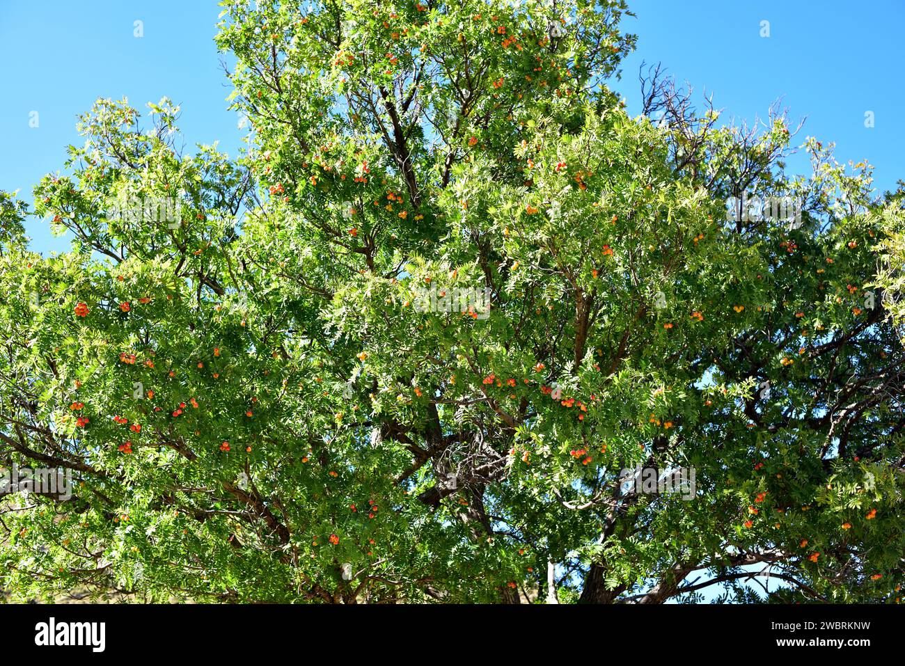 Service tree or sorb tree (Sorbus domestica) is a deciduous tree native ...