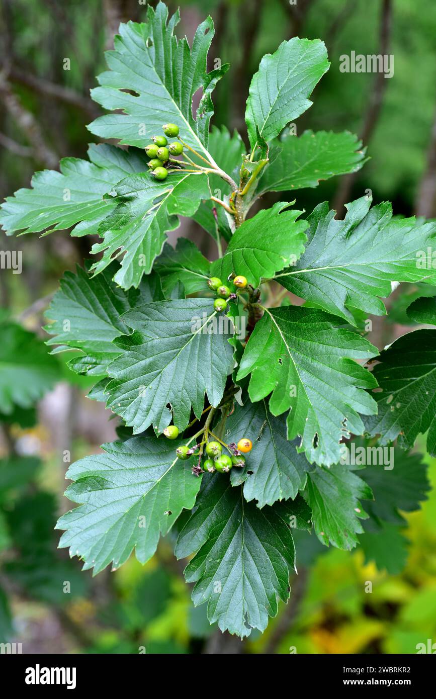 Checker tree (Sorbus torminalis) is a deciduous tree native to central ...