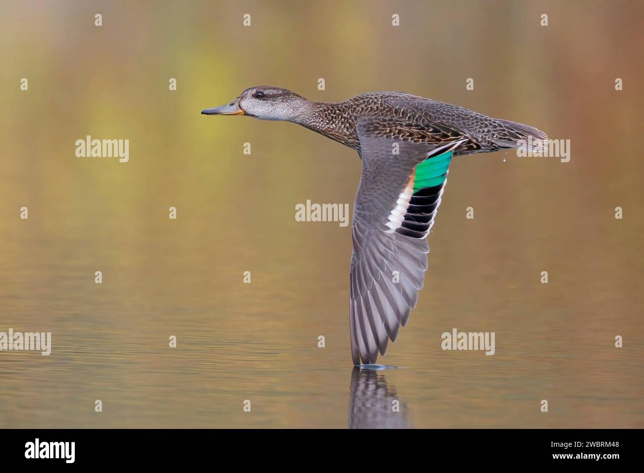 Demale hi-res stock photography and images - Alamy