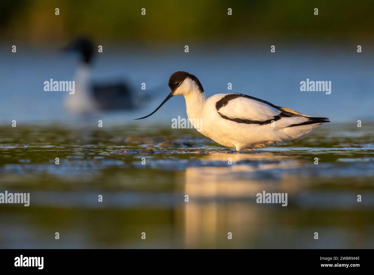 Avocet birds in water hi-res stock photography and images - Alamy
