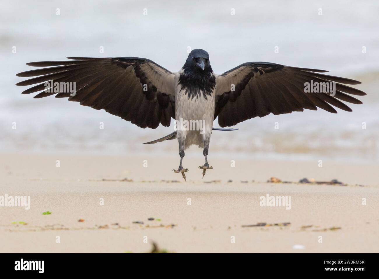 Hooded Crow (Corvus cornix), front view of an individual in flight ...