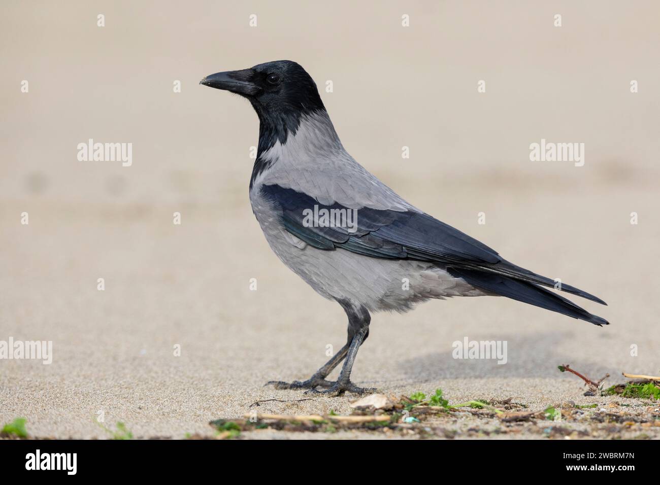 Hooded Crow (Corvus cornix), side view of an individual standing on the ...