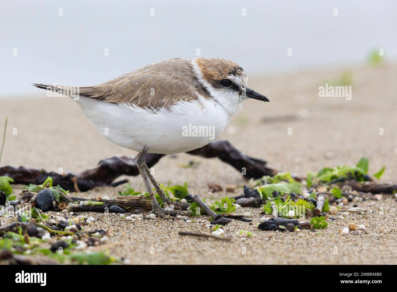 Kentish Plover (Charadrius alexandrinus), side view of an adult male ...