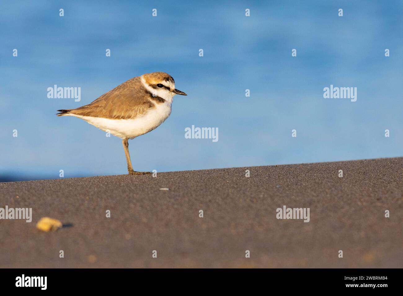 Kentish Plover (Charadrius alexandrinus), side view of an adult male ...