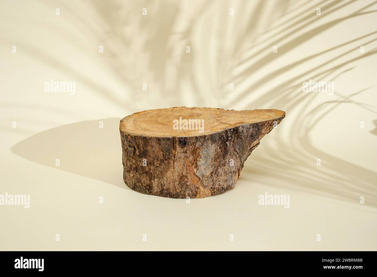Tree thick cross section on beige background with defocused palm leaves ...