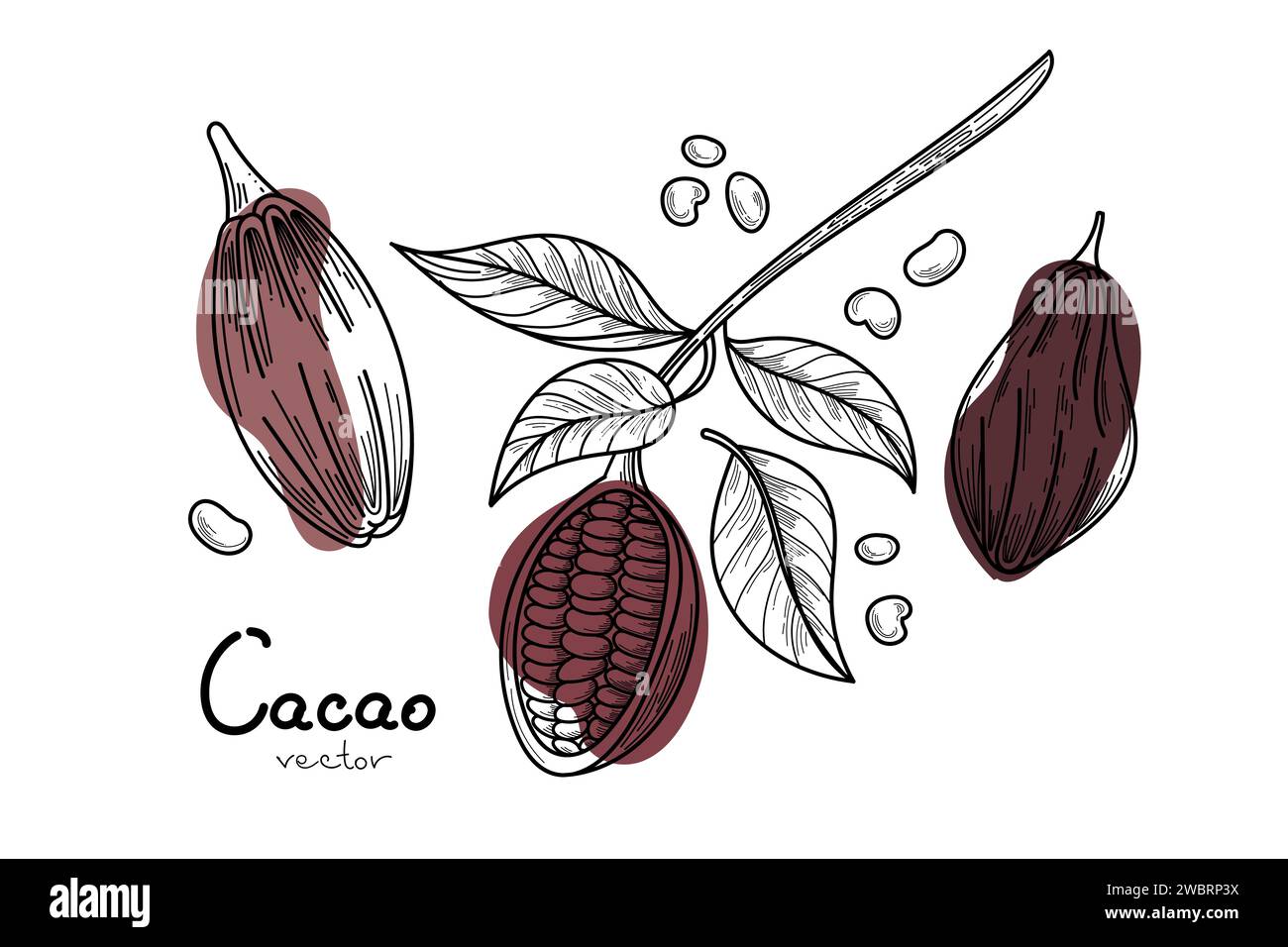 Cocoa tropical fruit template set. Hand drawn sketch vector Cocoa beans ...