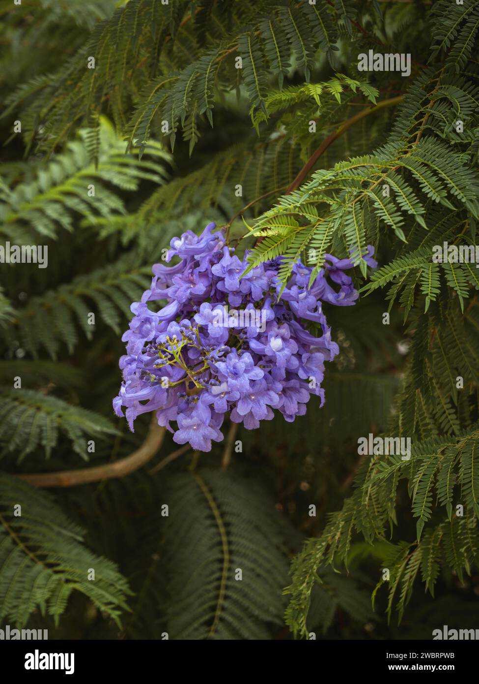 Branches of Jacaranda with purple flowers surrounded by green carved ...