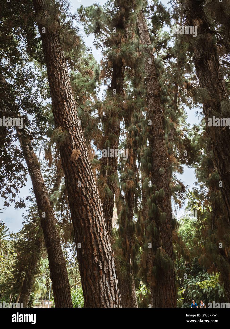 Trunks and needles of mediterranean pine trees in a public park in ...