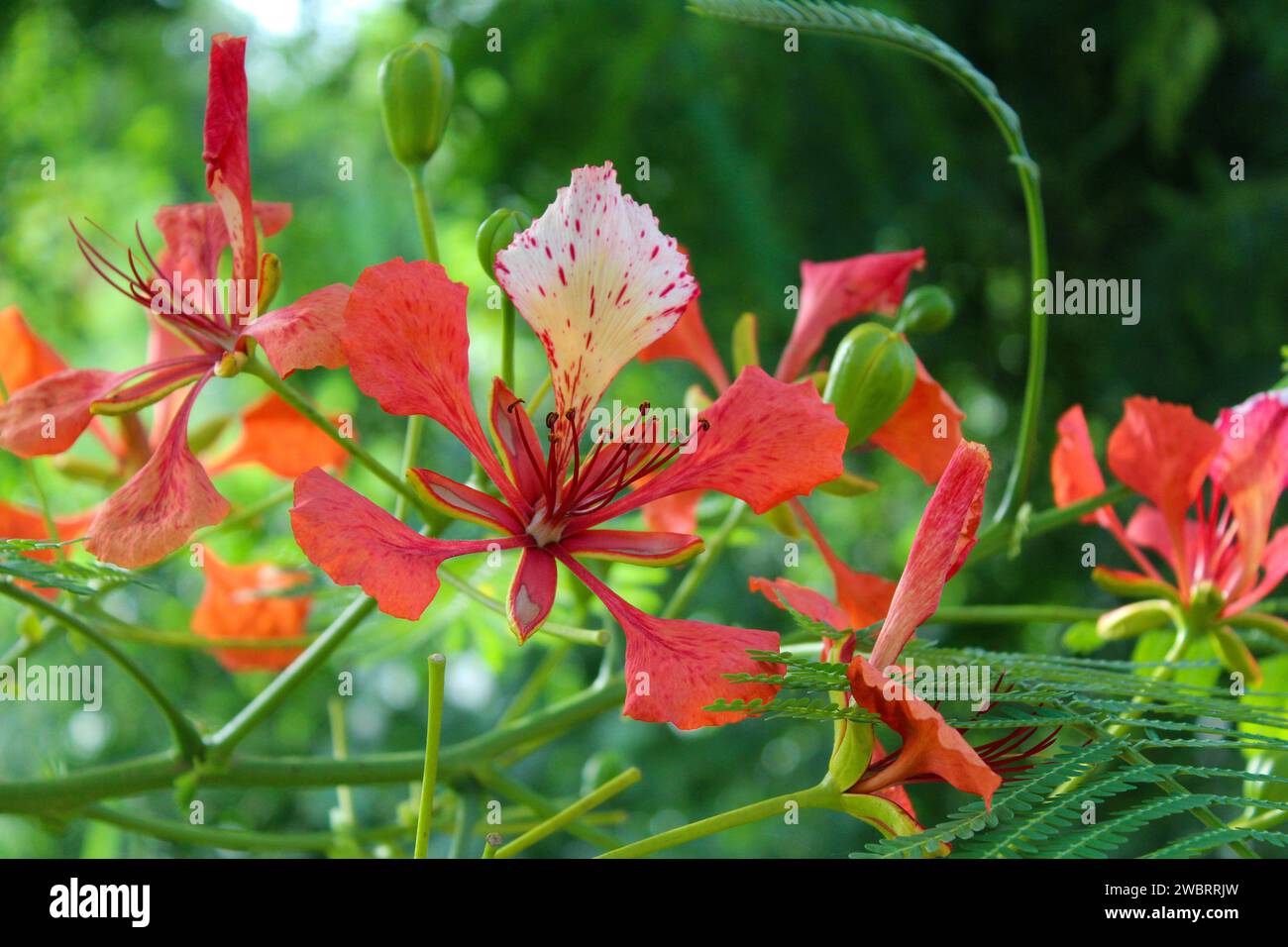 Puerto Rican flowers Stock Photo - Alamy