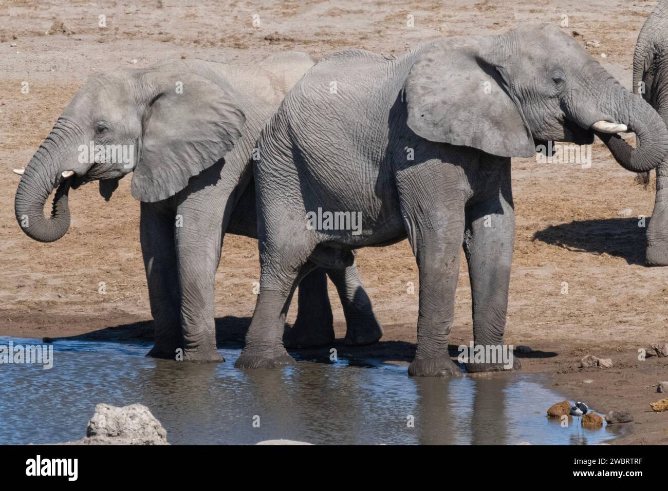 Elephant drinking at halali water hole hi-res stock photography and ...