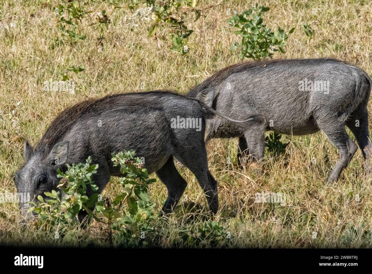 Common Warthogs (Phacochoerus africanus), Etosha National Park, Namibia ...