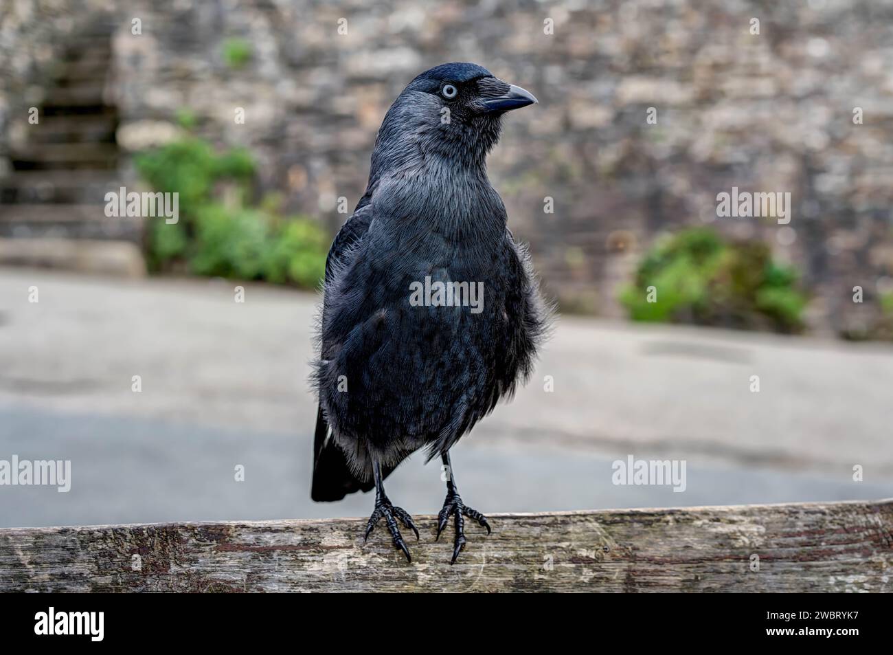 Eauropean jackdaw hi-res stock photography and images - Alamy