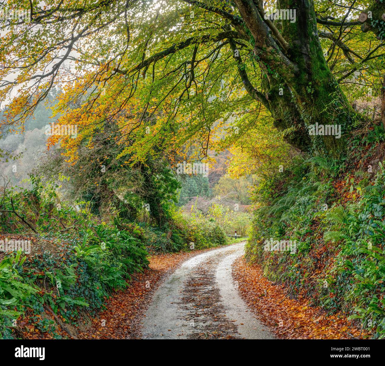 Walk through beautiful countryside in an autumnal Cornwall, along a ...