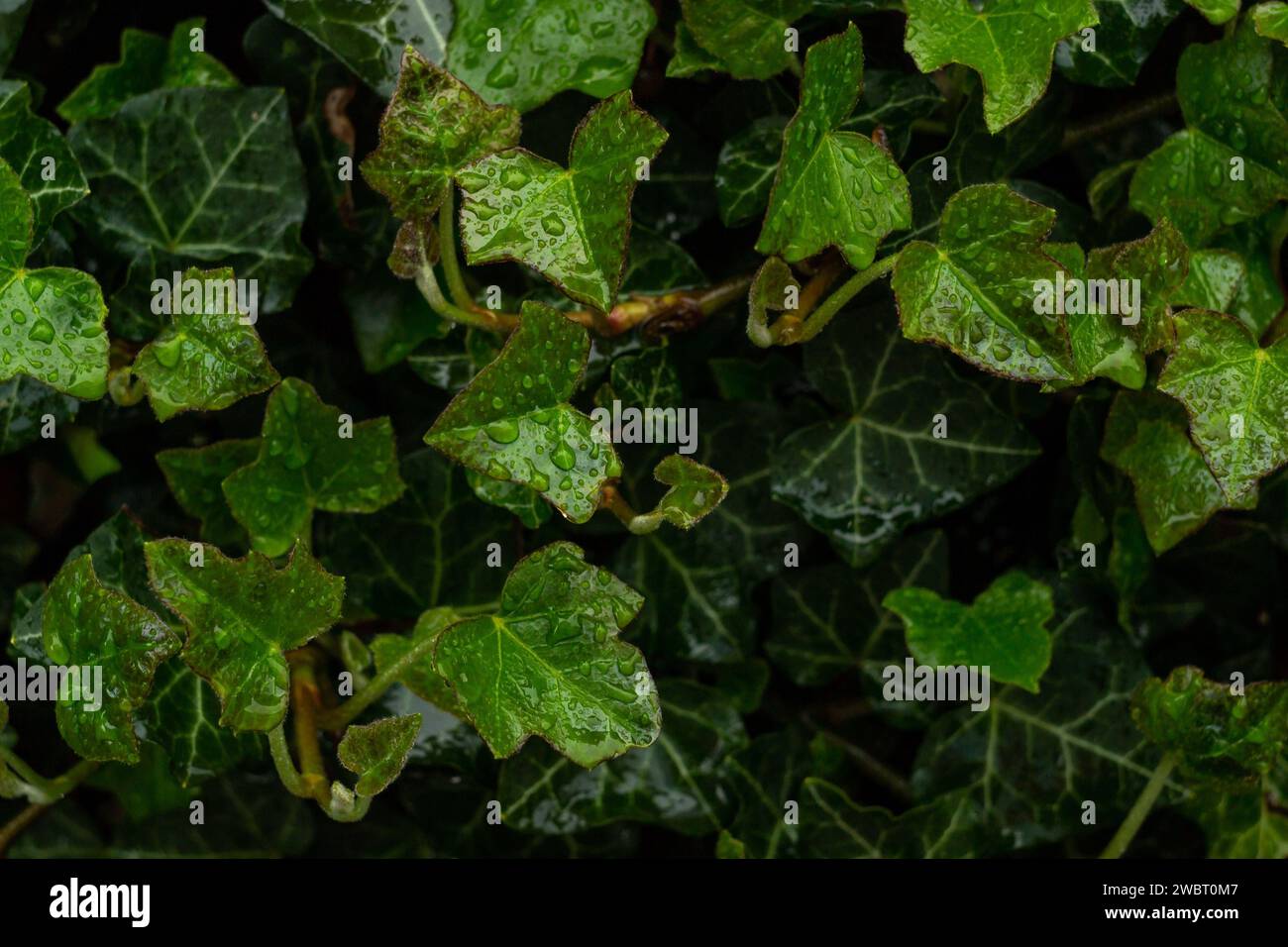 Wet green ivy leaves hi-res stock photography and images - Alamy