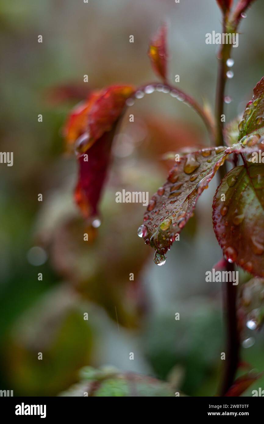 raindrops on garden rose leaves Stock Photo - Alamy