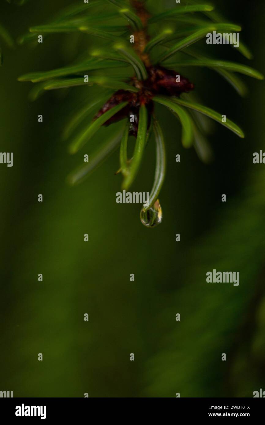 macro raindrop on a spruce branch Stock Photo - Alamy