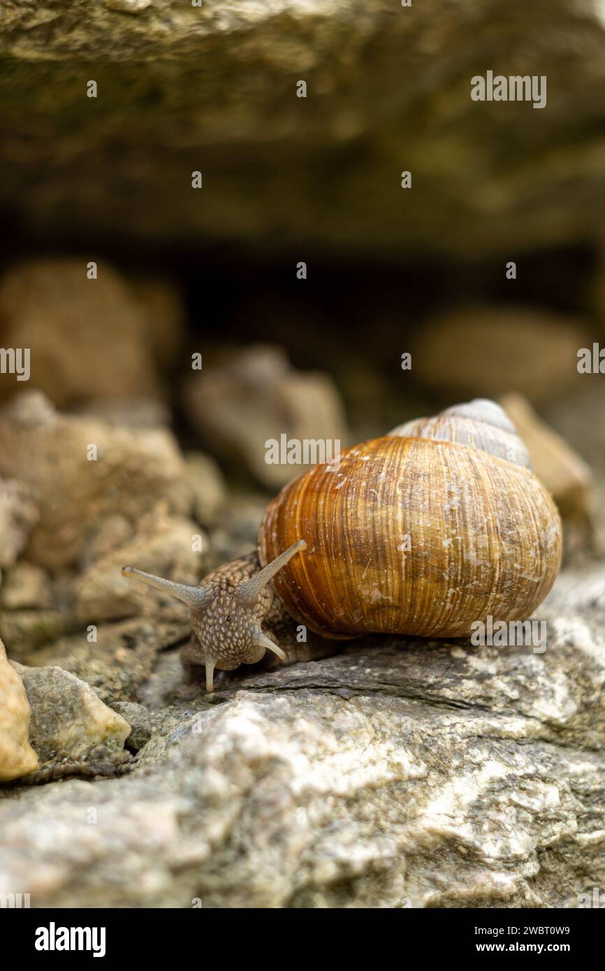 large garden snail, macro photography of a garden snail Stock Photo - Alamy