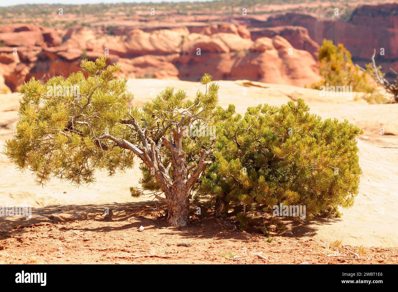 Pinon Pine Surrounding Hills and Valley near The entrance or beginning ...