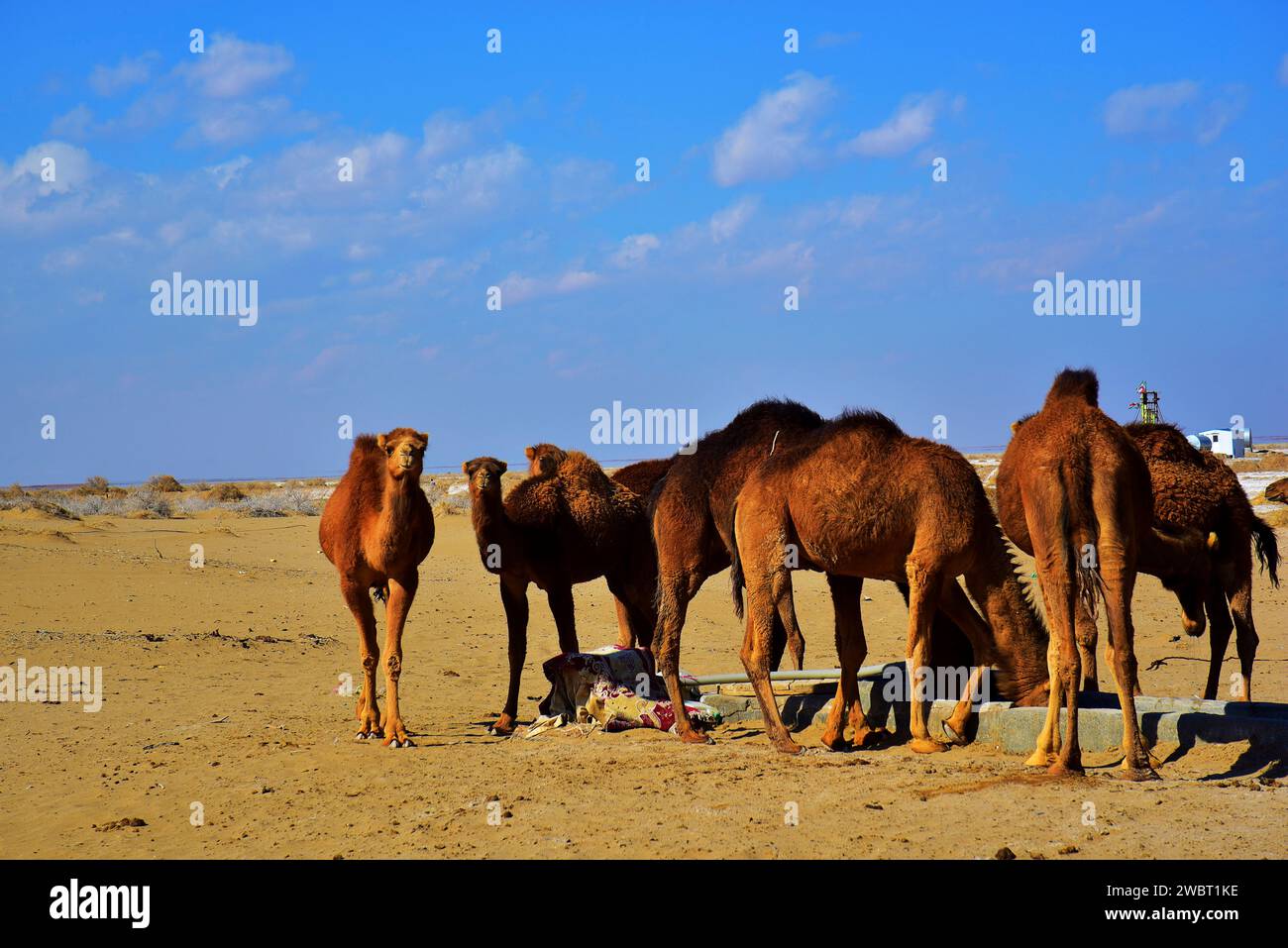 Close encounter with a caravan of wild camels in the Maranjab desert ...