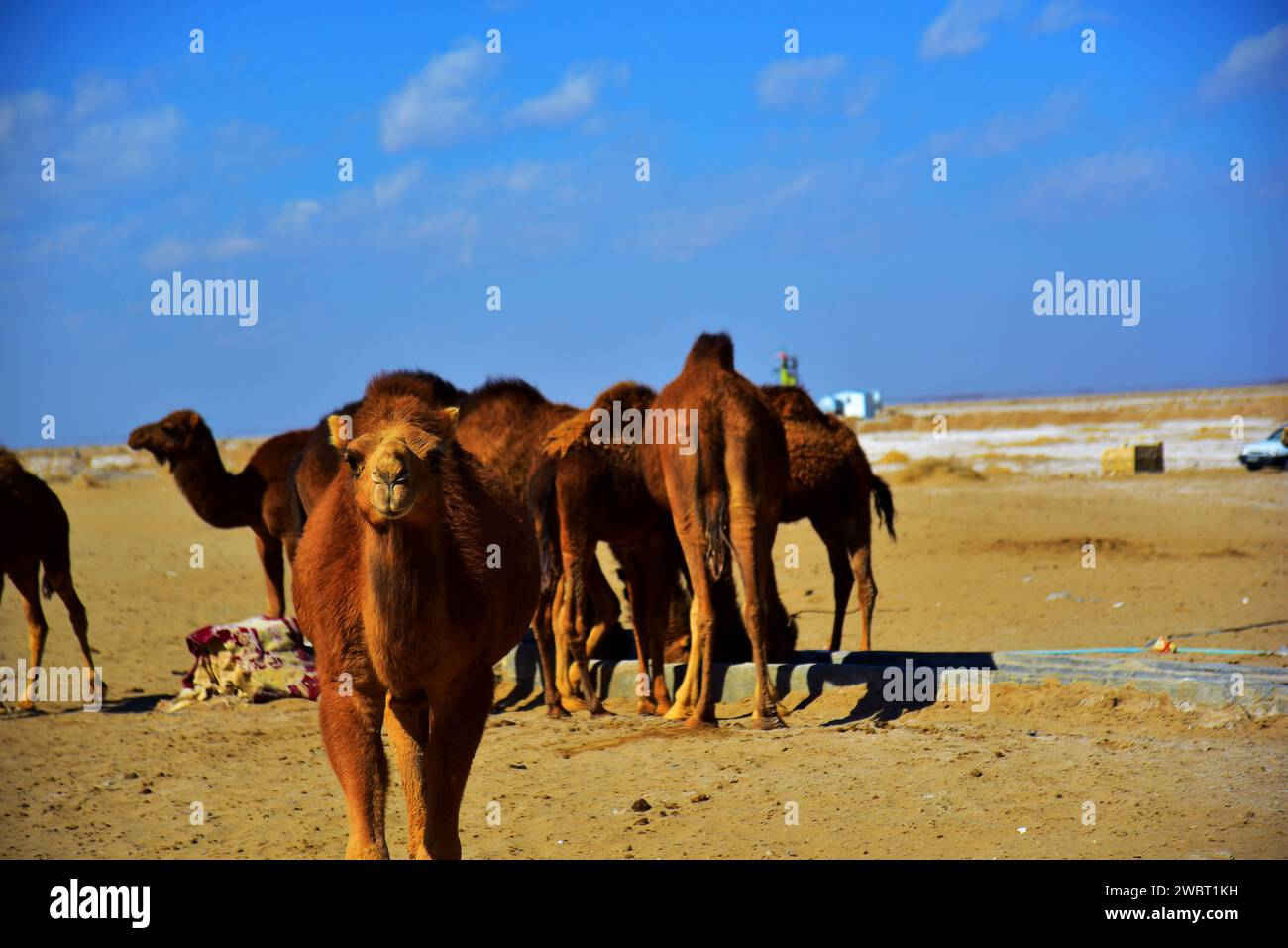Close encounter with a caravan of wild camels in the Maranjab desert ...