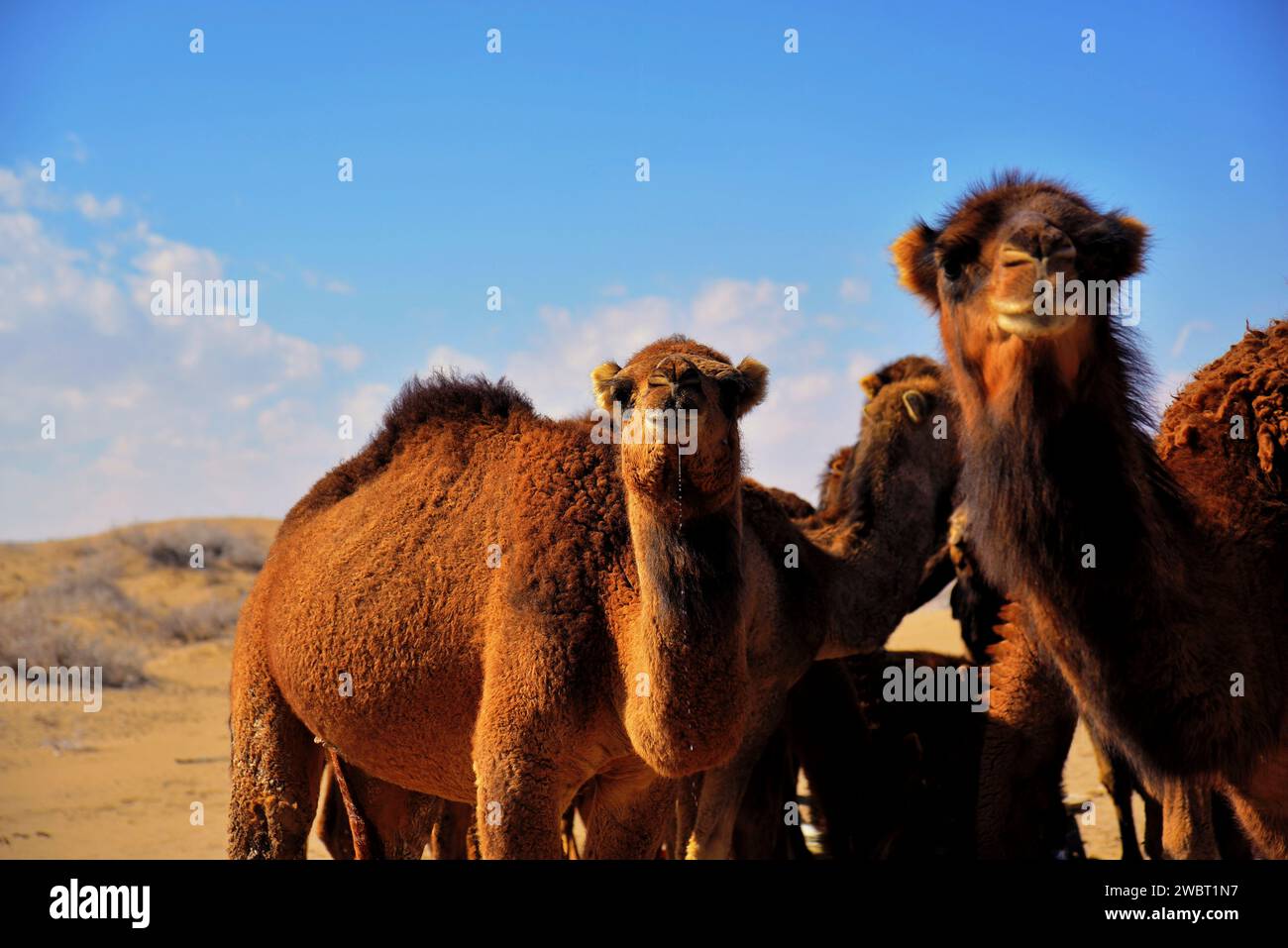 Close encounter with a caravan of wild camels in the Maranjab desert ...